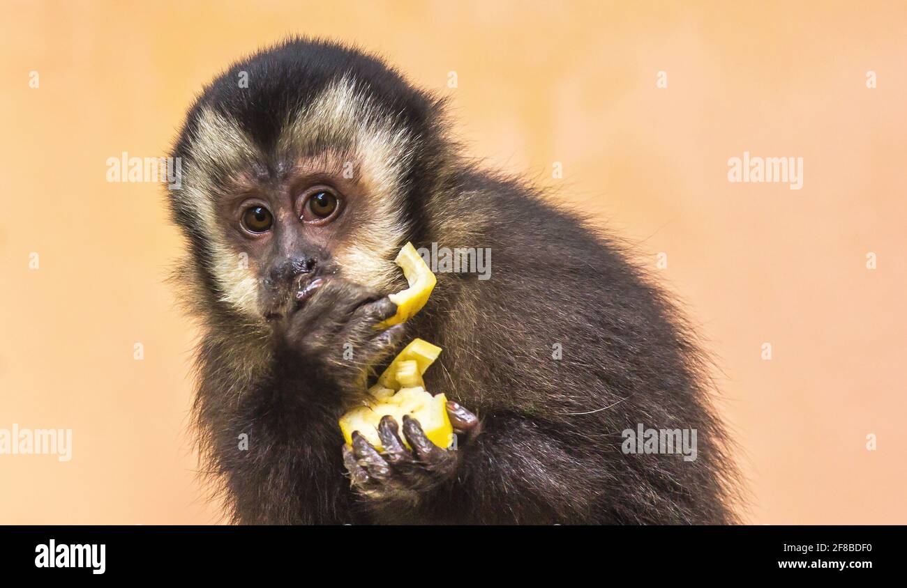 Cute Baby Capuchin Monkey