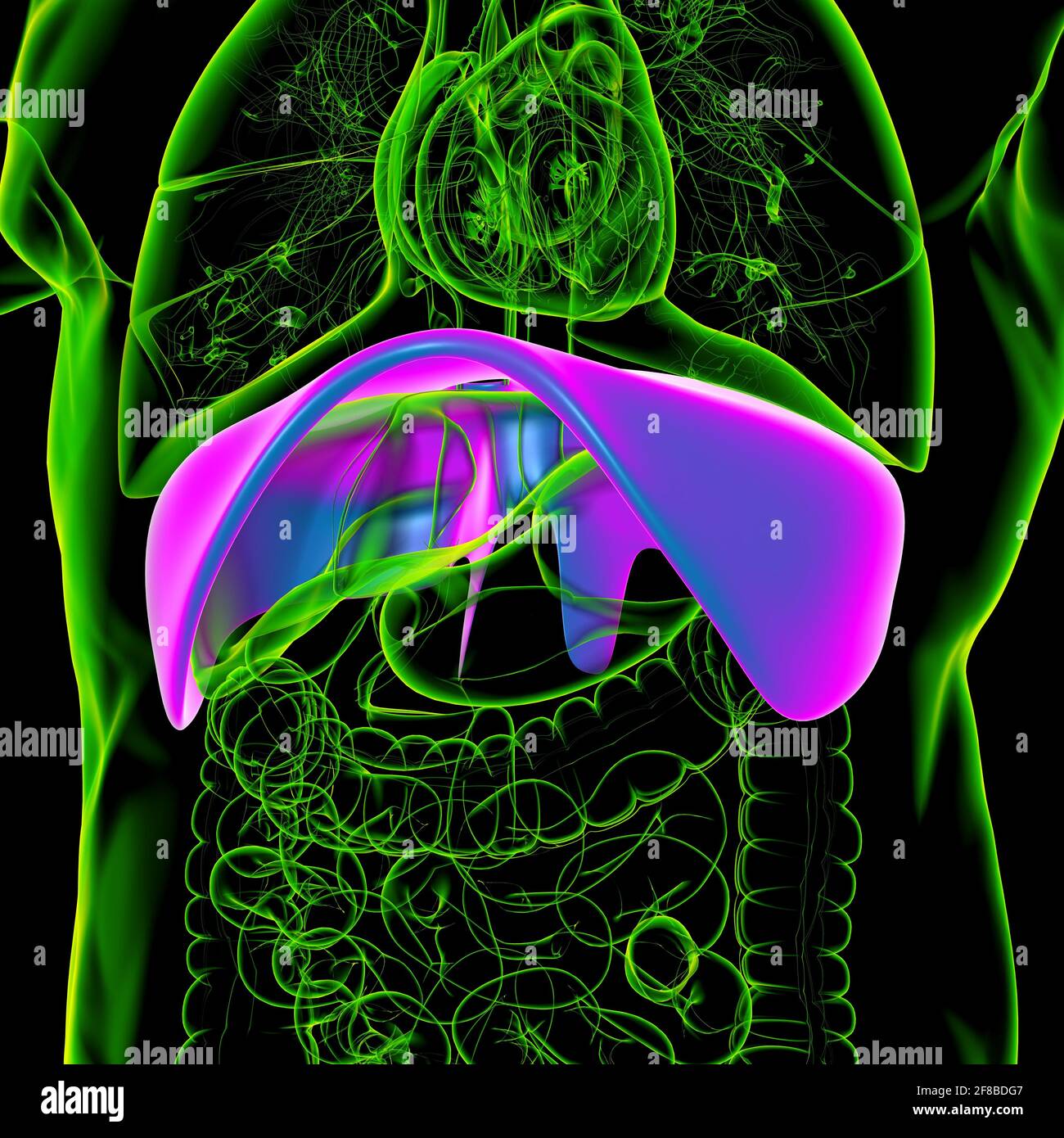 Diaphragm Human Respiratory System Anatomy For Medical Concept 3D ...