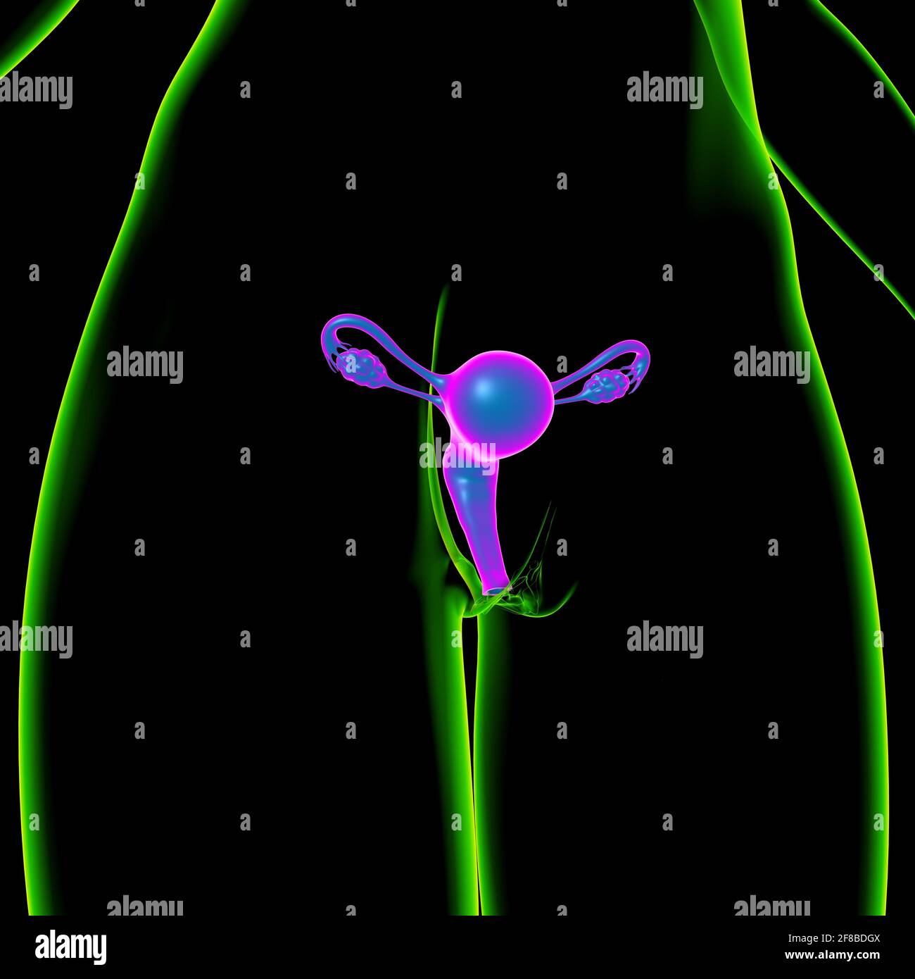 Female Reproductive System Anatomy For Medical Concept 3d Illustration