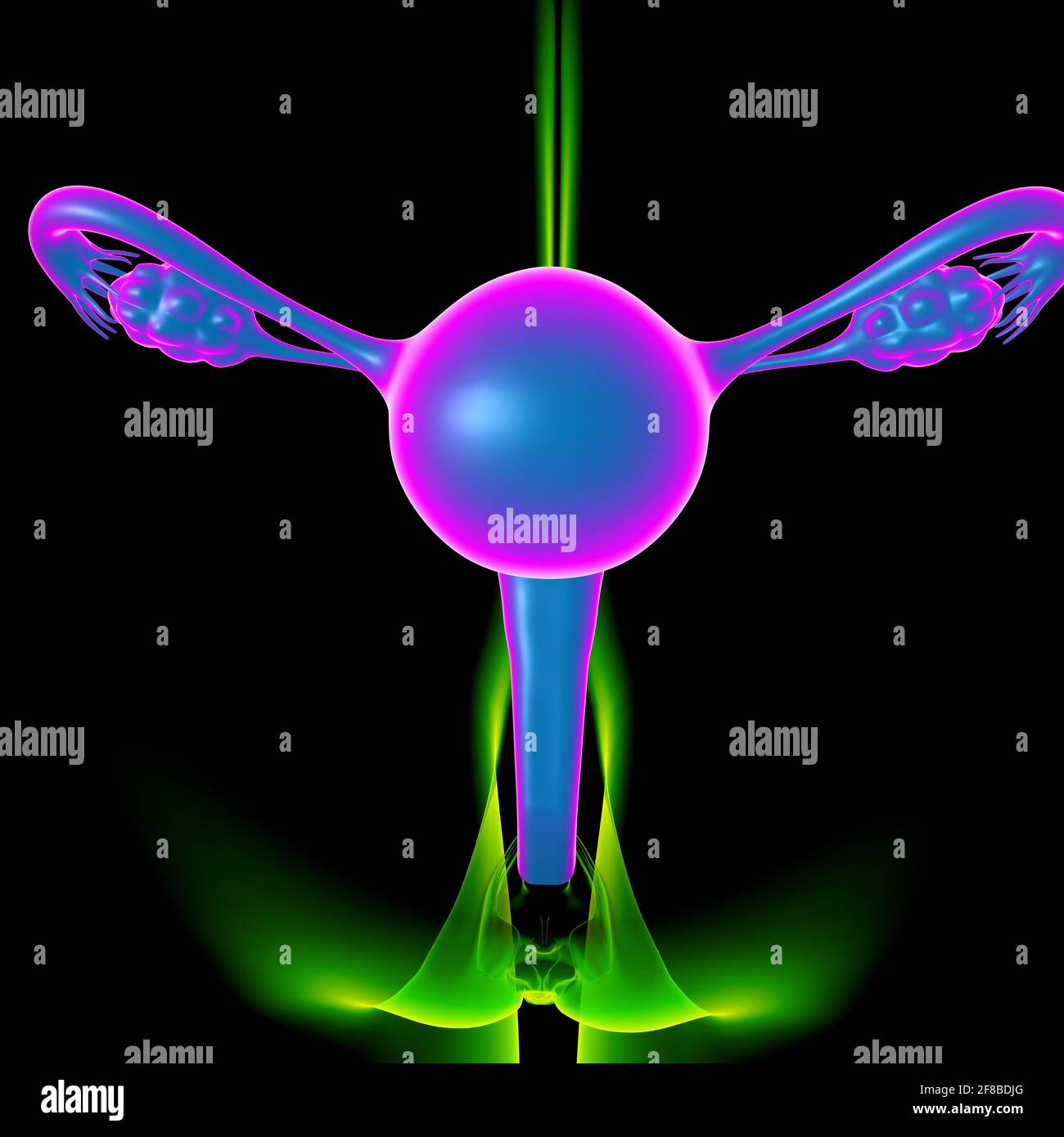 Female Reproductive System Anatomy For Medical Concept 3D Illustration ...