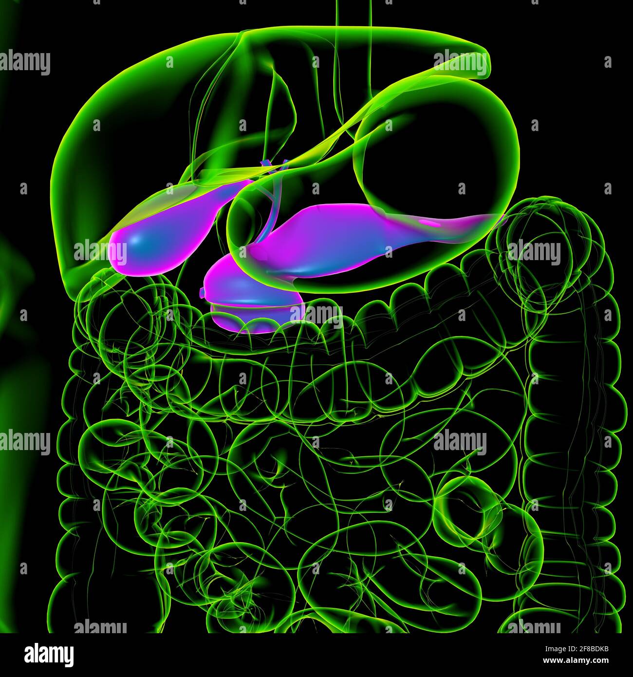 Gall Bladder Human Digestive System Anatomy For Medical Concept 3D ...
