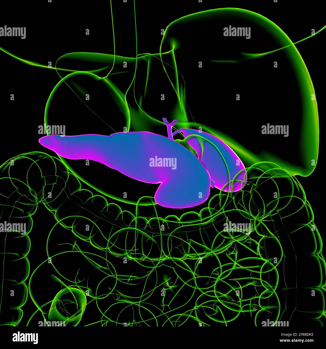 Gall Bladder Human Digestive System Anatomy For Medical Concept 3D ...