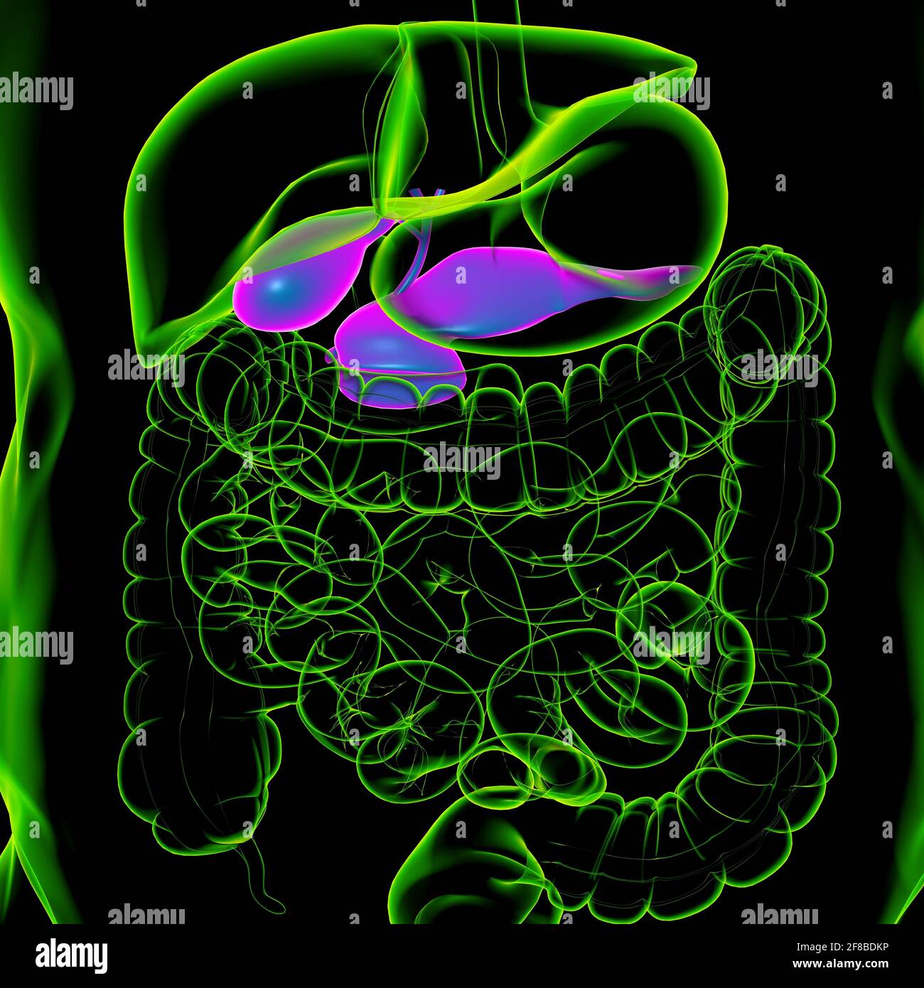 Gall Bladder Human Digestive System Anatomy For Medical Concept 3D ...