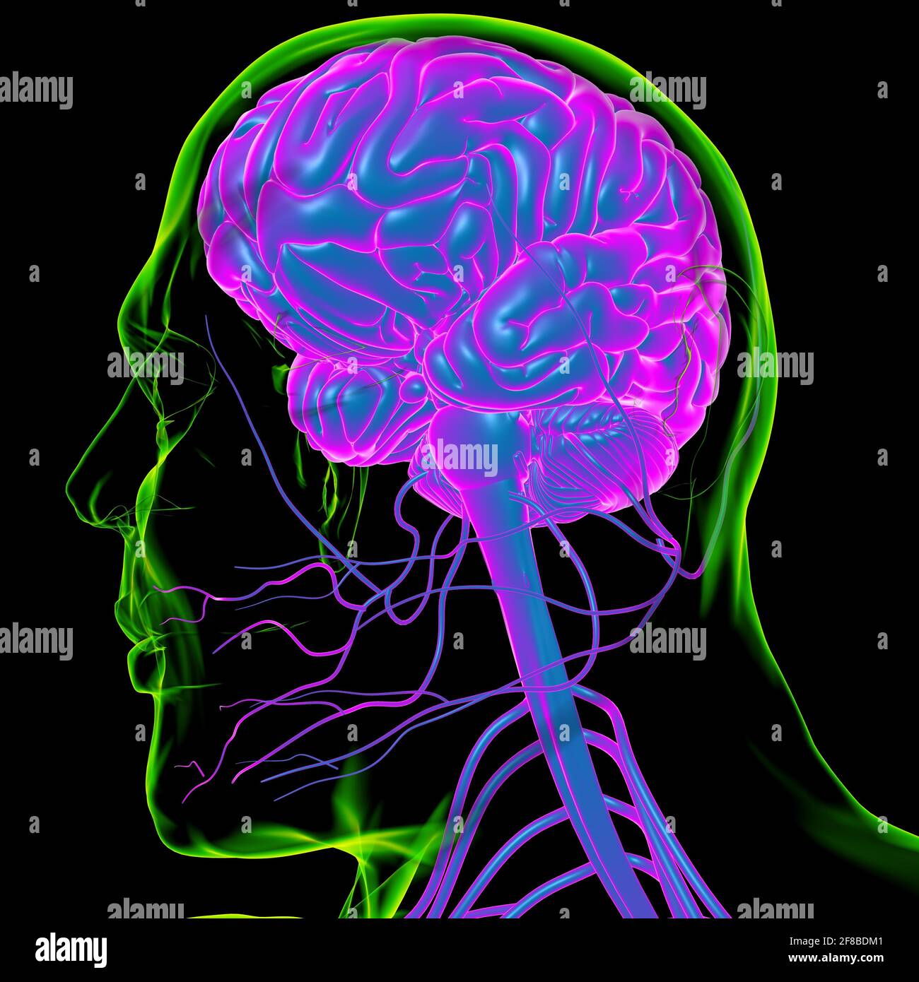 Human Brain Anatomy For Medical Concept 3D Illustration Stock Photo - Alamy
