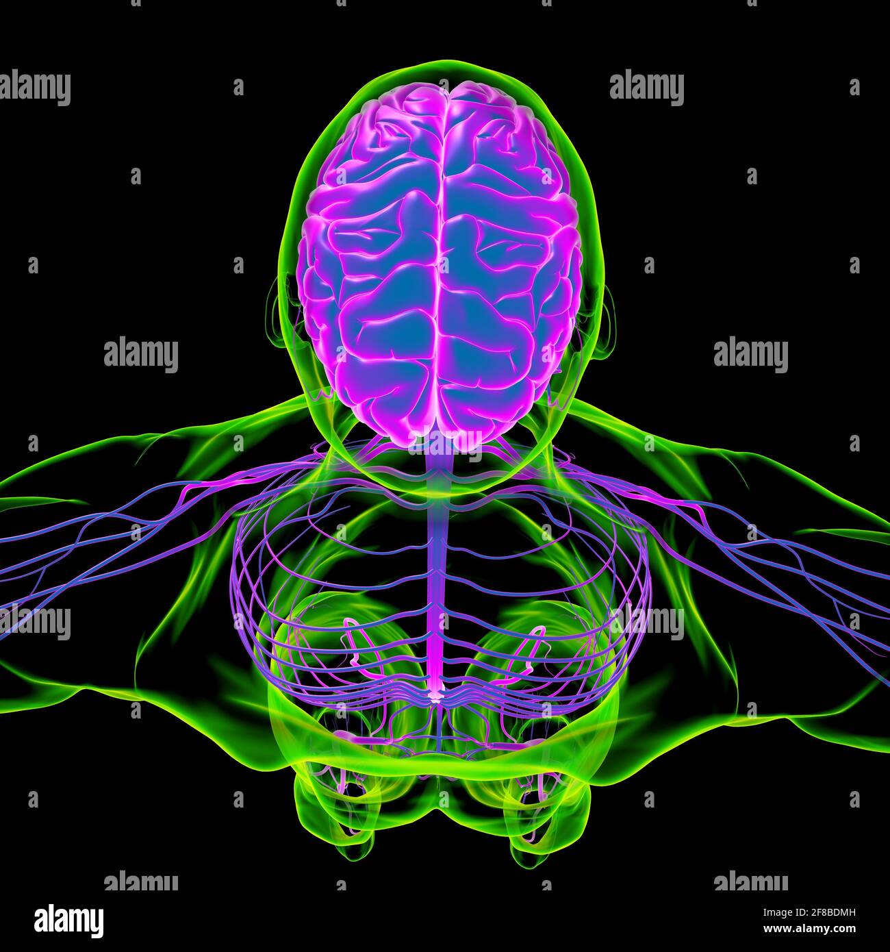 Human Brain Anatomy For Medical Concept 3D Illustration Stock Photo - Alamy