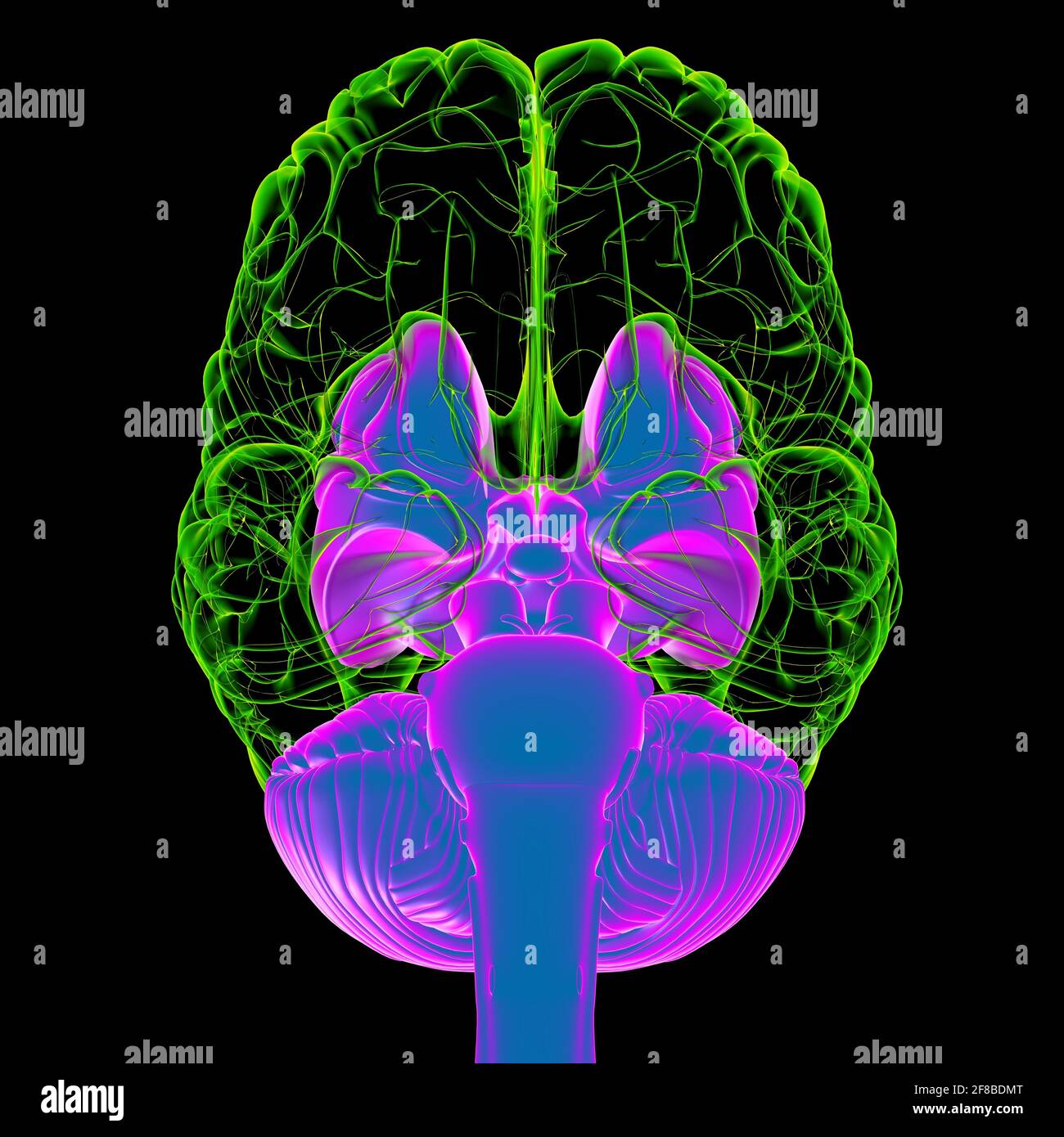 Human Brain inner parts Anatomy For Medical Concept 3D Illustration ...