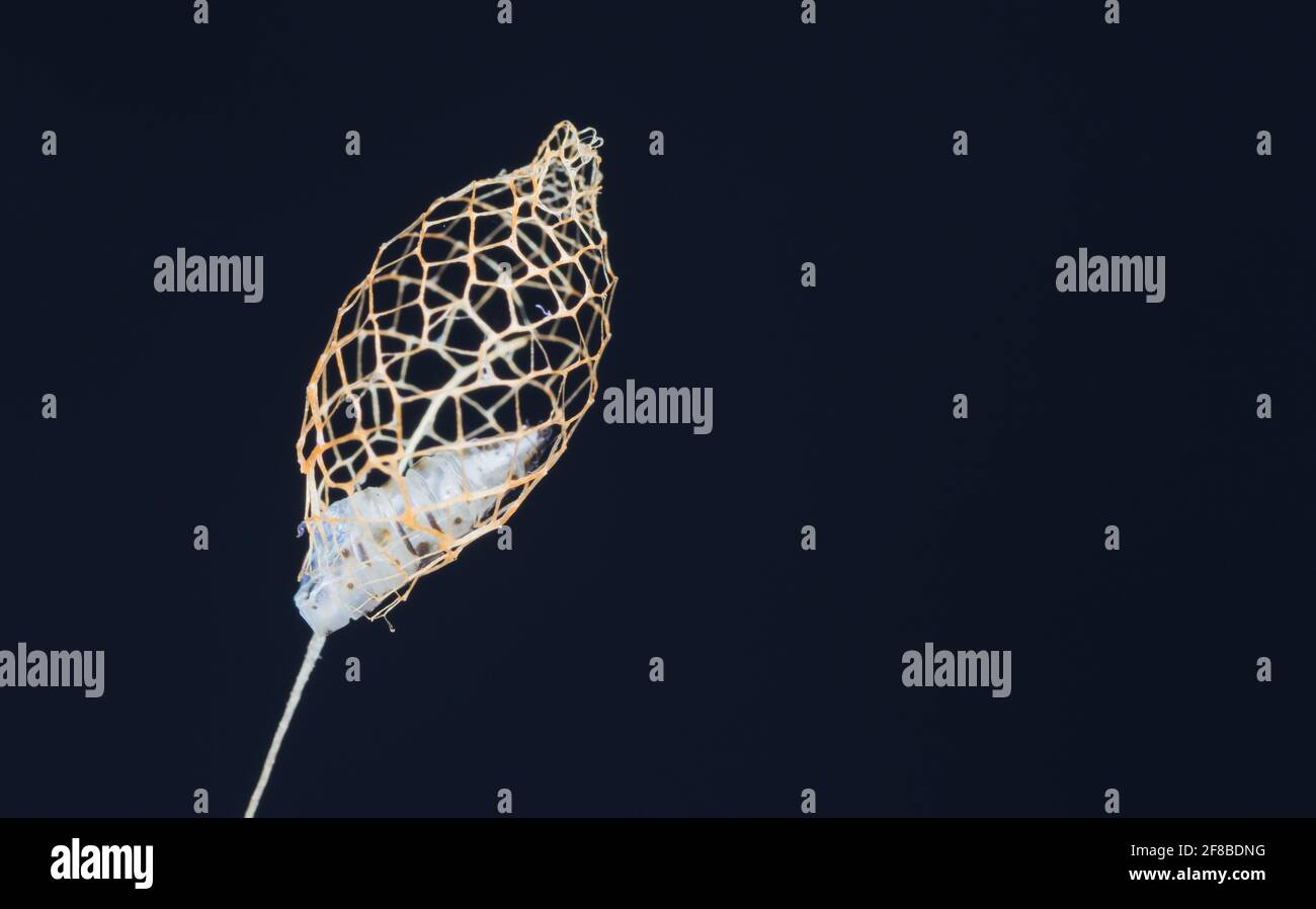 Baby slug hi-res stock photography and images - Alamy