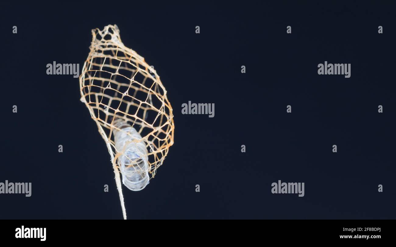 Closeup of a baby slug in a cocoon Stock Photo - Alamy