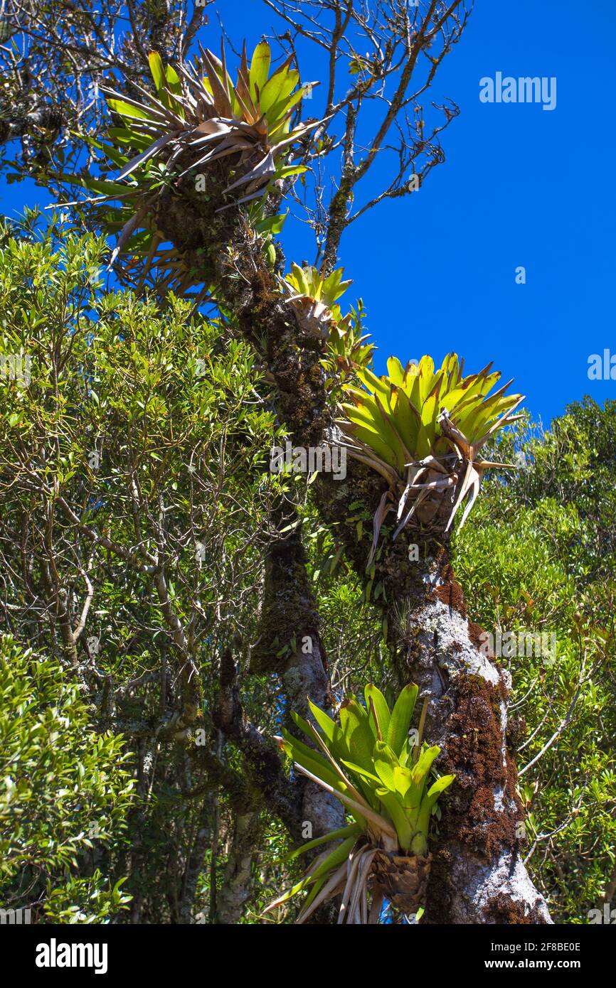 Vertical shot of a tall tree in a tropical forest with deep blue sky ...