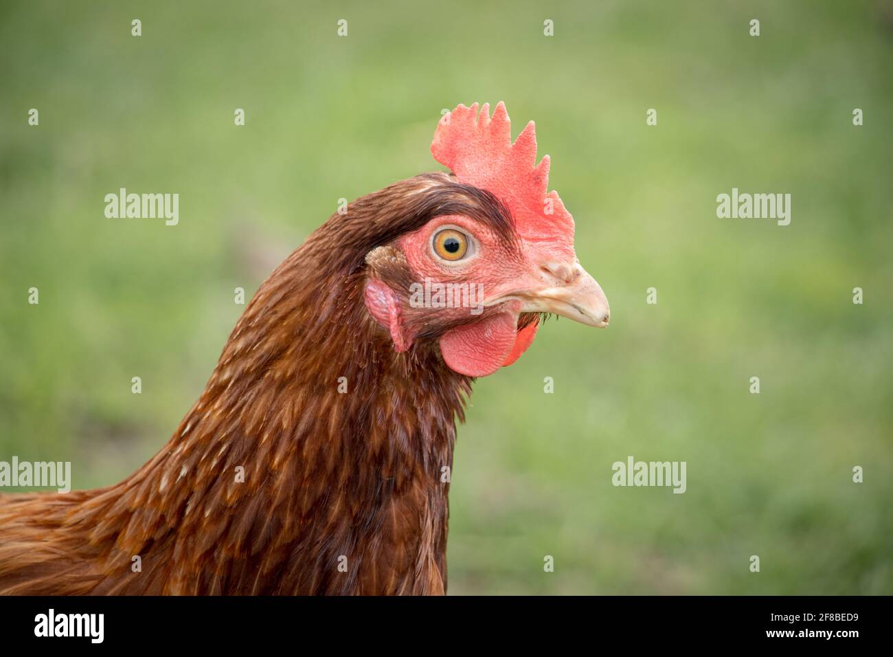 Brown chicken side view head hi-res stock photography and images - Alamy