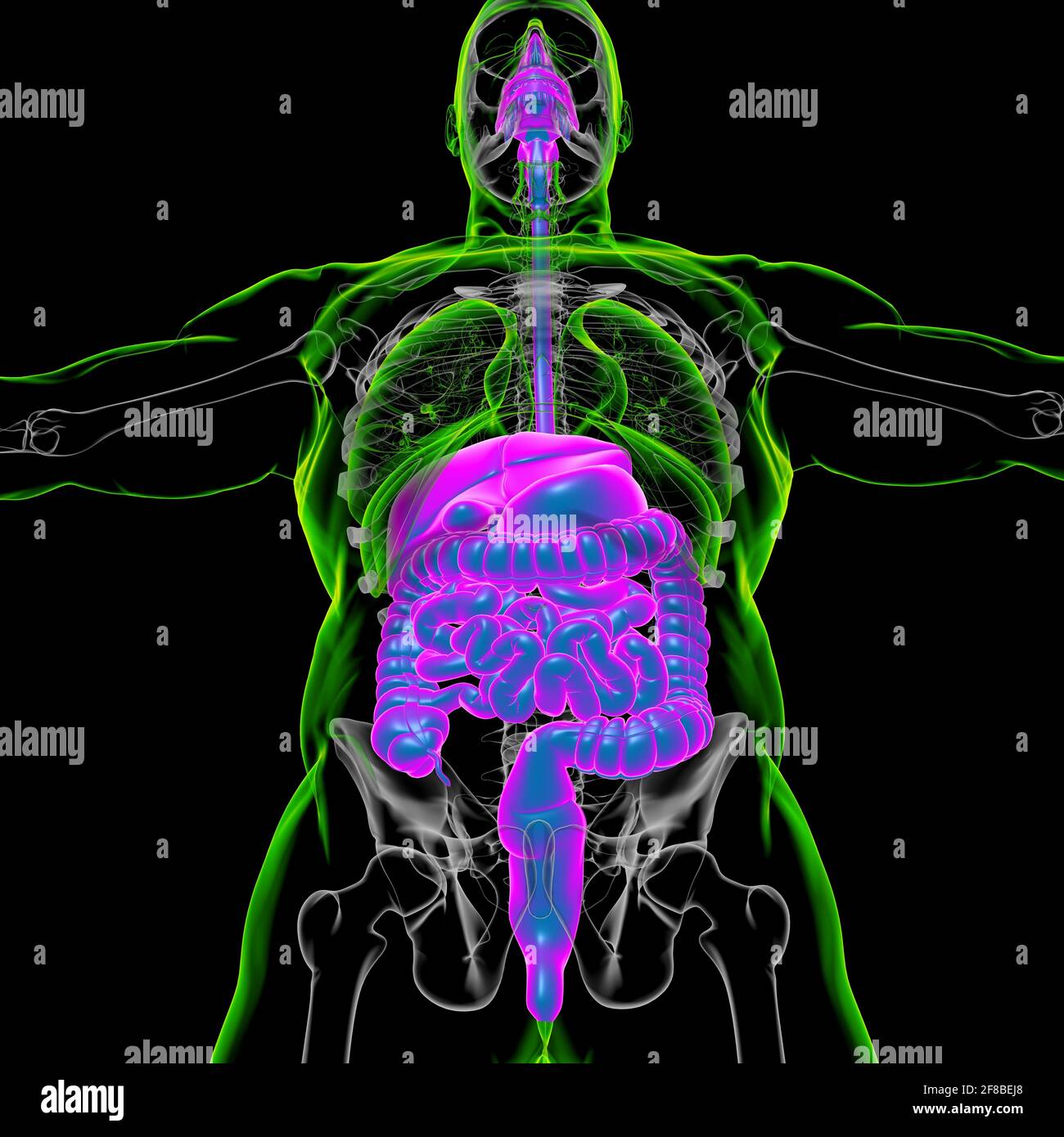 Human Digestive System Anatomy For Medical Concept 3D Illustration ...