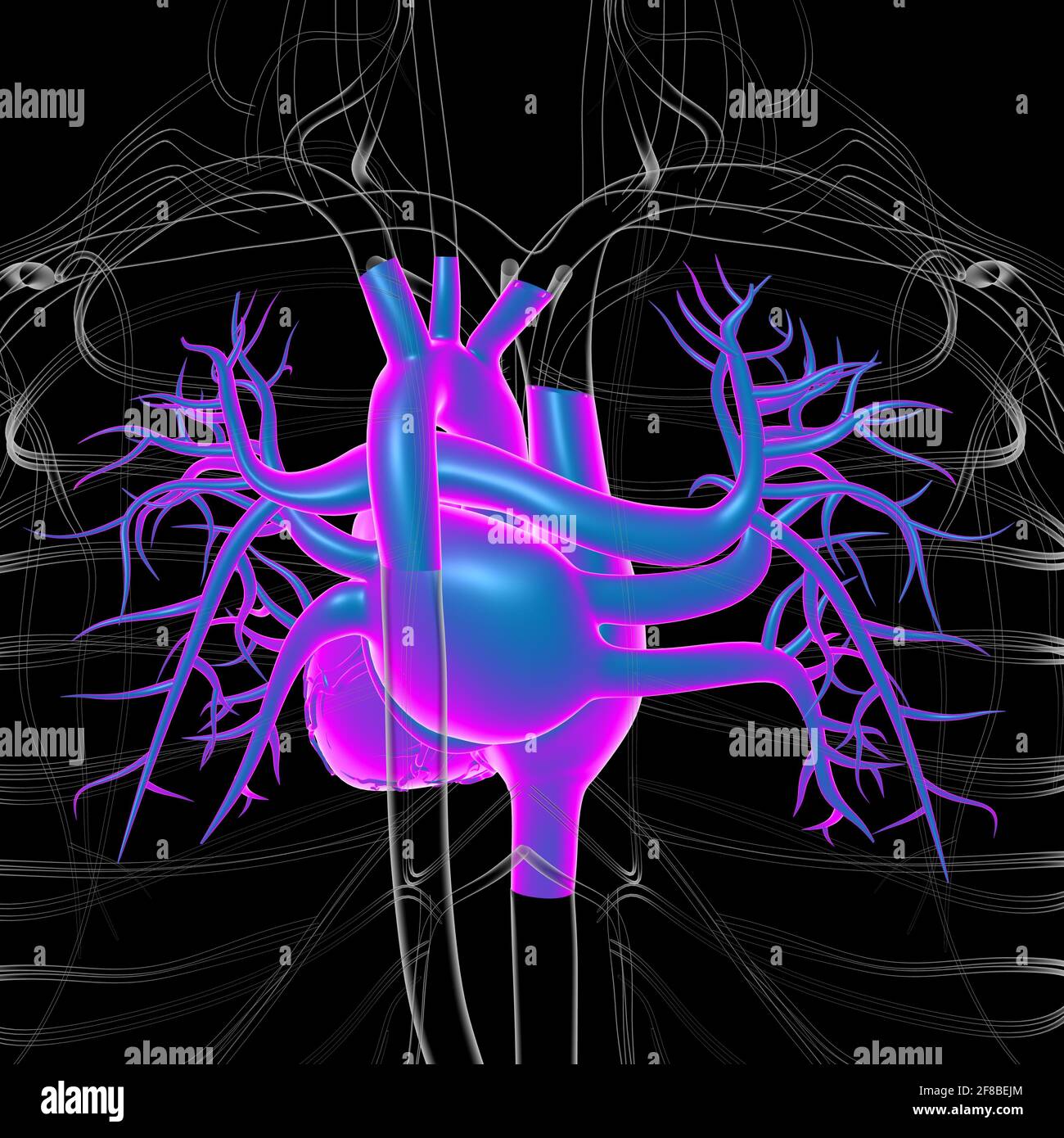 Human Heart Anatomy For Medical Concept 3D Illustration Stock Photo - Alamy