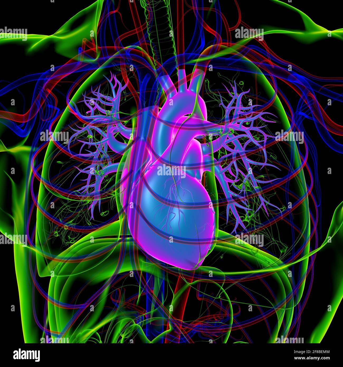 Human Heart Anatomy For Medical Concept 3D Illustration Stock Photo - Alamy