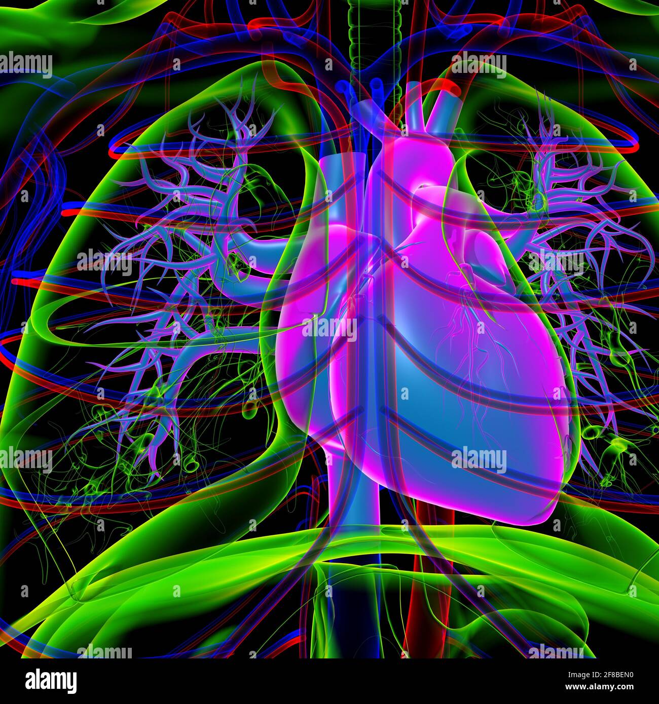 Human Heart Anatomy For Medical Concept 3D Illustration Stock Photo - Alamy
