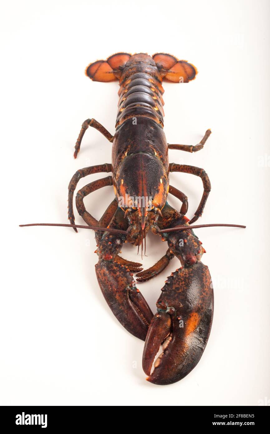 lobed on a white background Stock Photo - Alamy