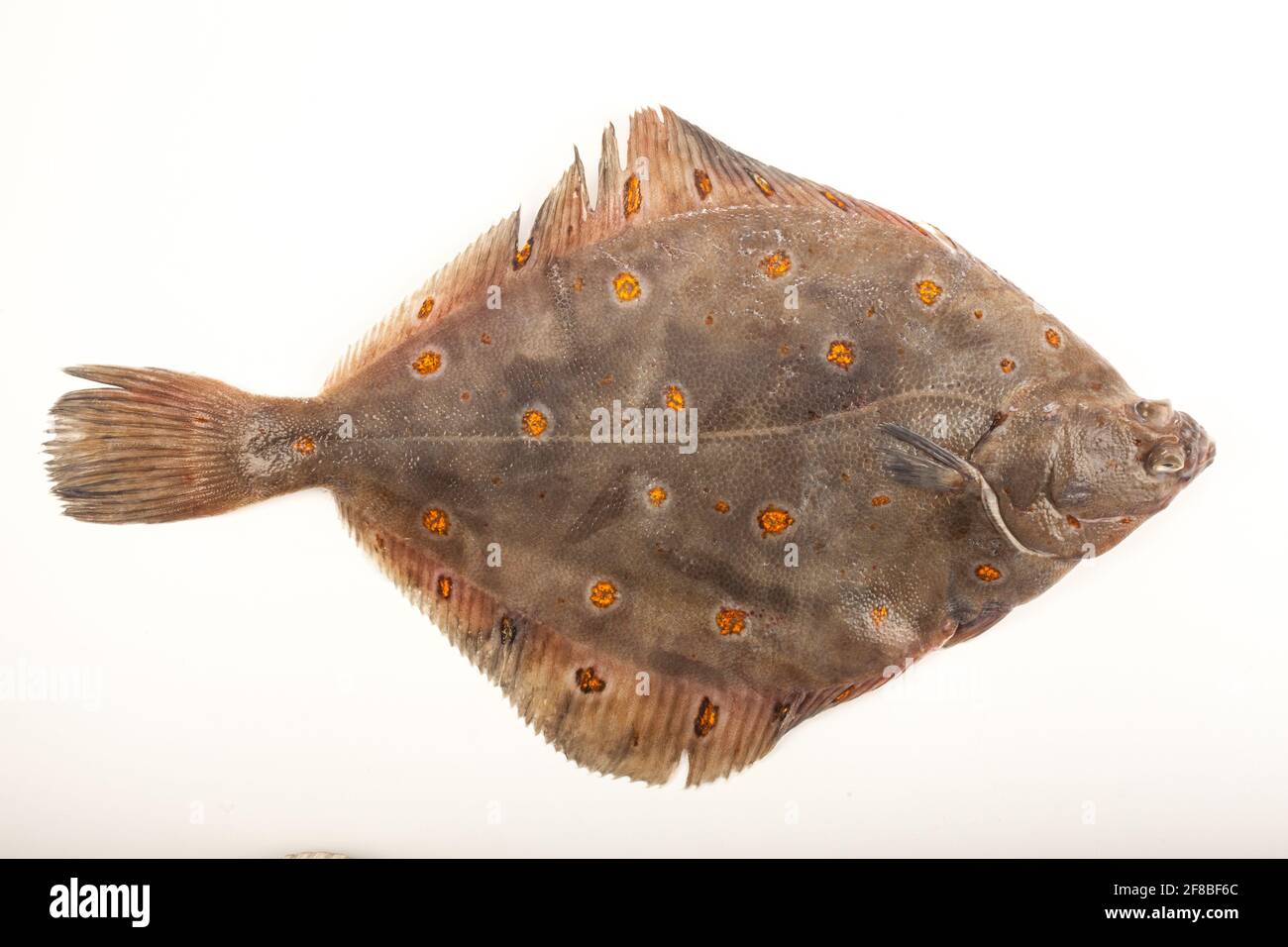 sea fish on a white background Stock Photo - Alamy