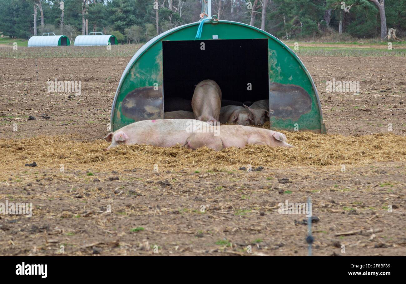 Pigs in sty hi-res stock photography and images - Alamy