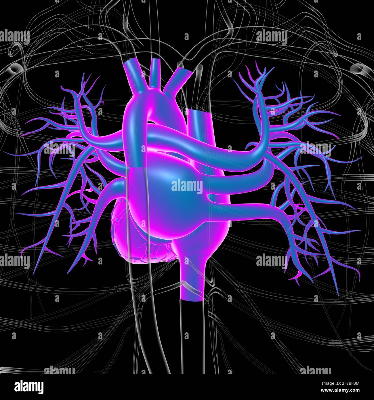 Human Heart Anatomy For Medical Concept 3D Illustration Stock Photo - Alamy