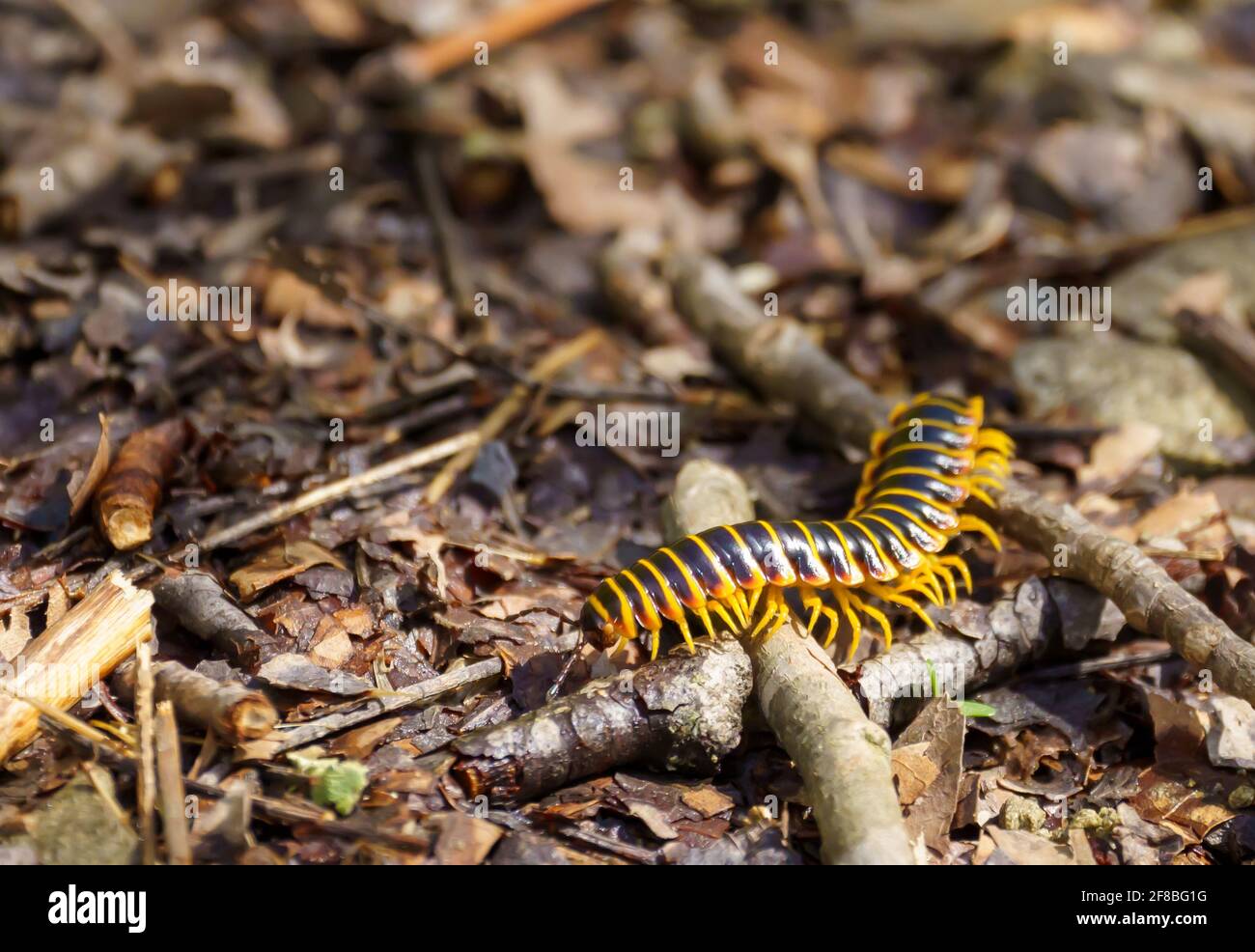 Millipede insect crawling on ground hi-res stock photography and images ...