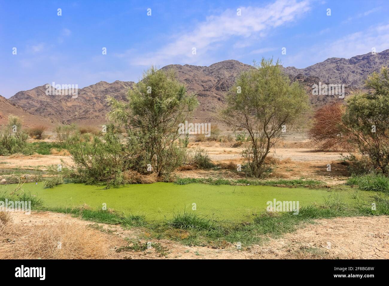 Saudi Arabian farm land Stock Photo - Alamy