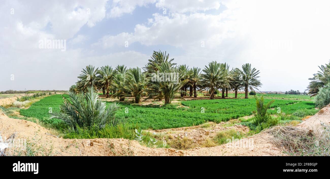Taif and saudi arabia and farm hi-res stock photography and images - Alamy