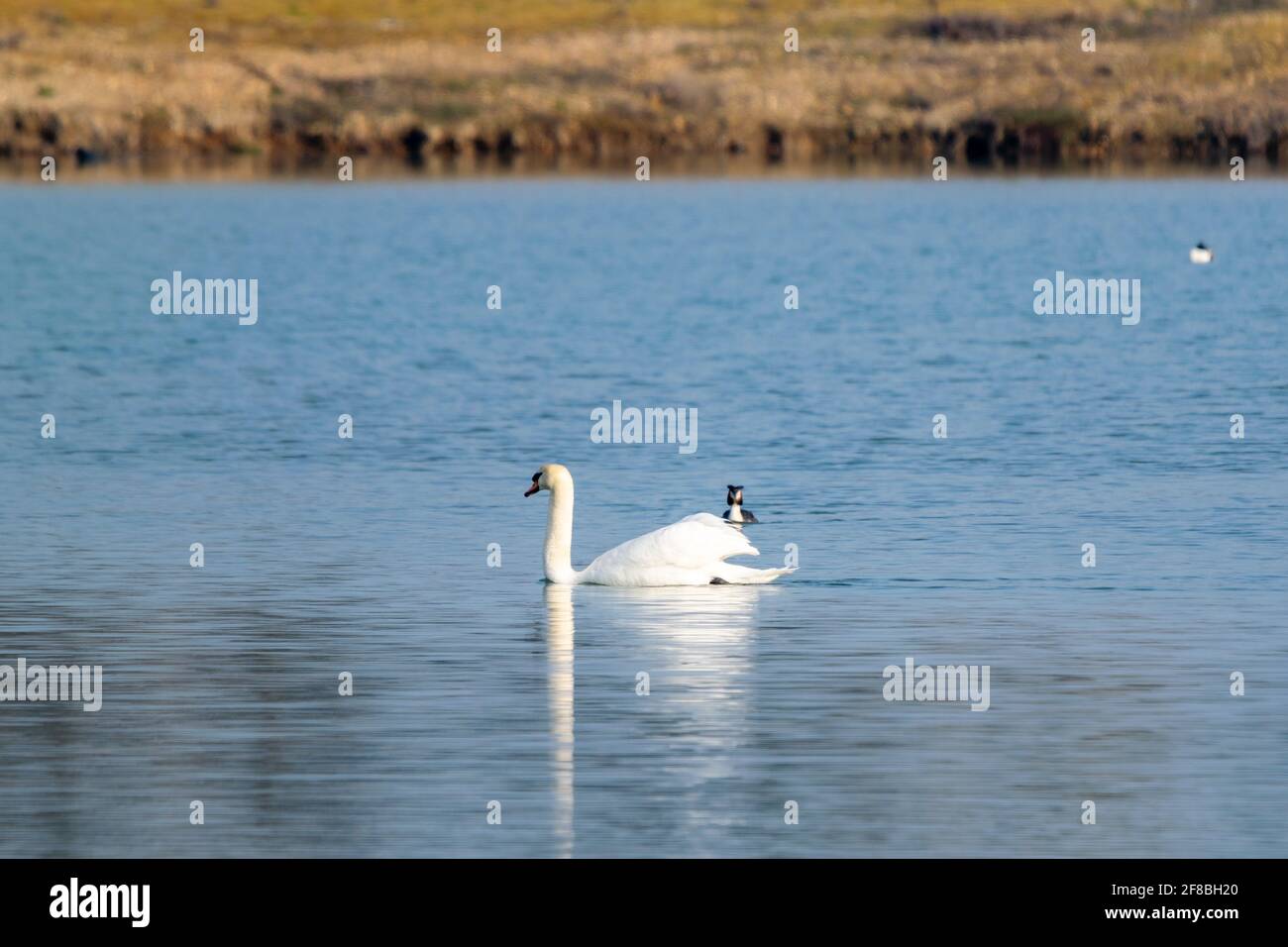 white swan and great crested grebe on a lake Stock Photo - Alamy