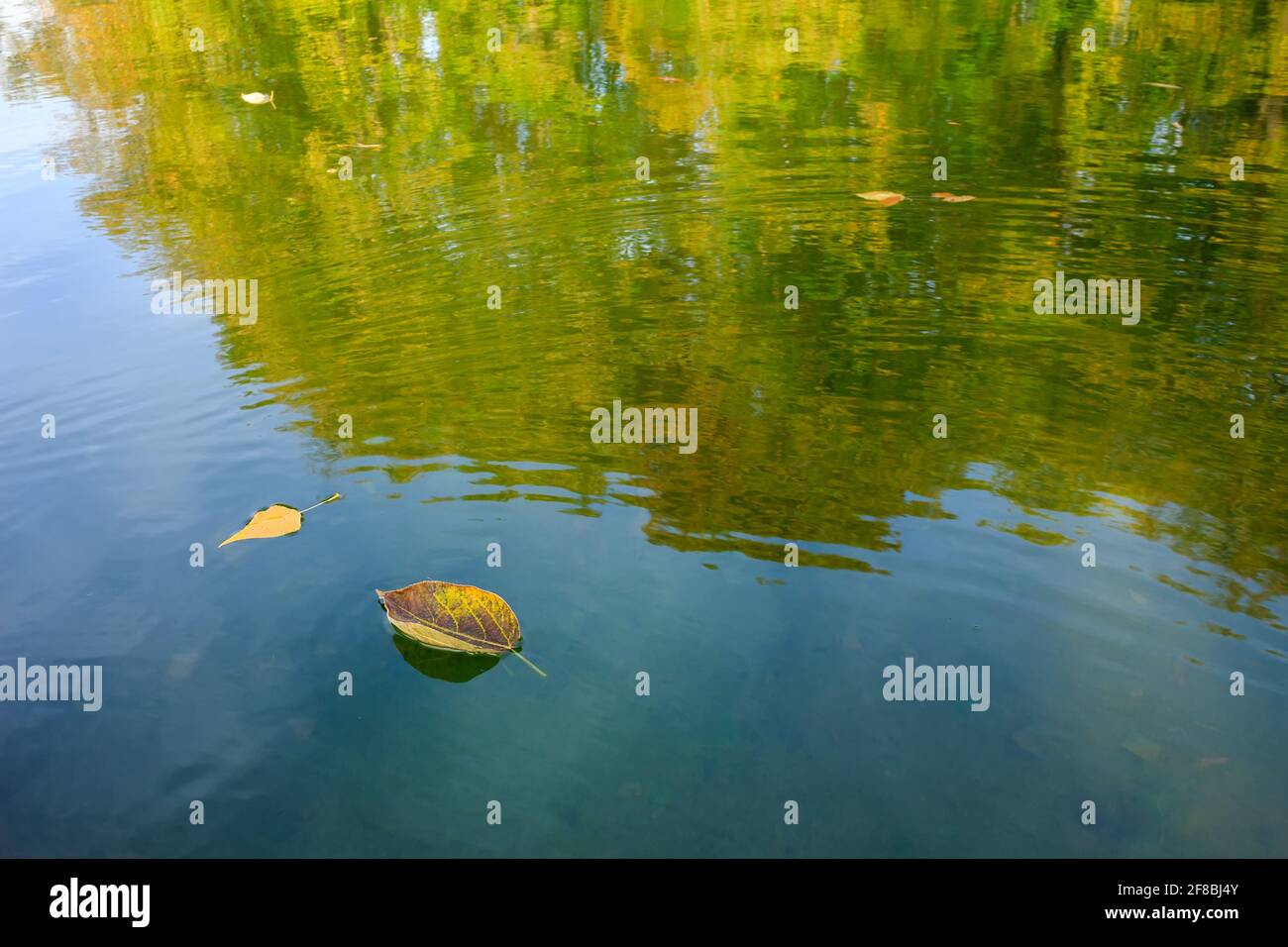 Water reflections on the leaf hi-res stock photography and images - Alamy