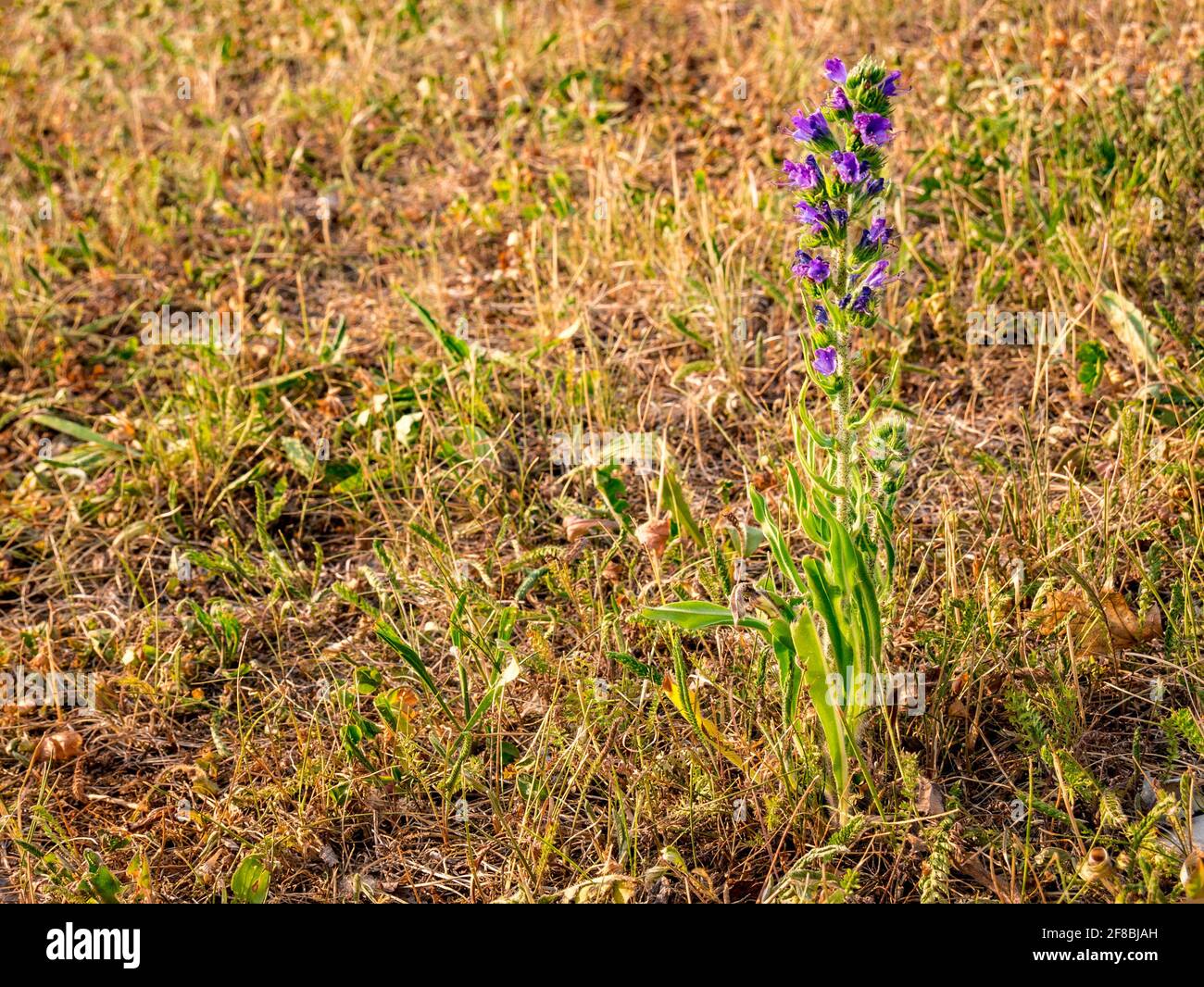 Viper's-bugloss(Echium vulgare) - blooms on a dry lawn Stock Photo - Alamy
