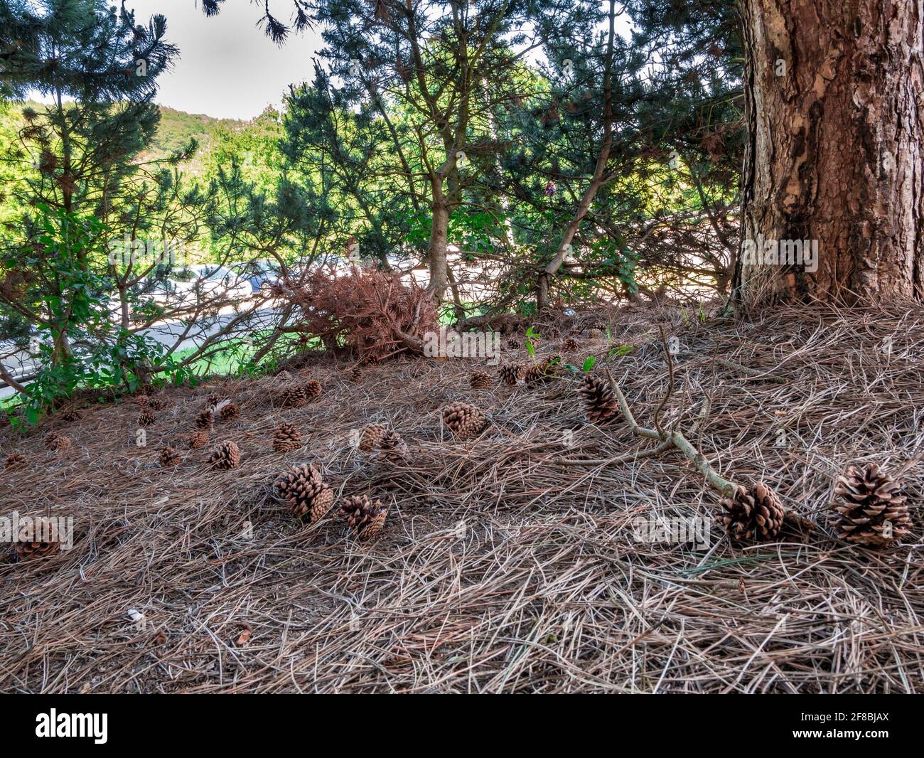 Growing pinecones hi-res stock photography and images - Alamy