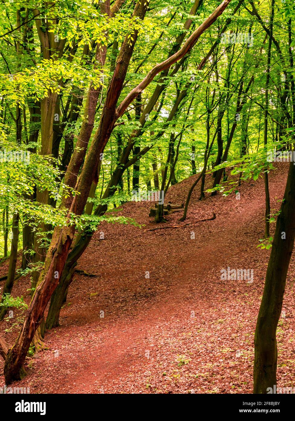 Bent tree trunks along a forest path Stock Photo - Alamy