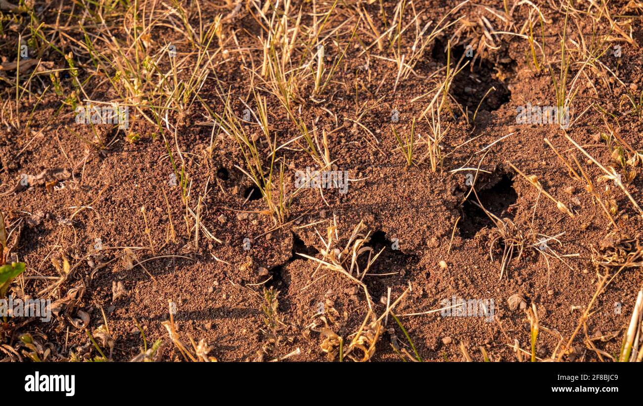 Ants in anthill life nature hi-res stock photography and images - Alamy