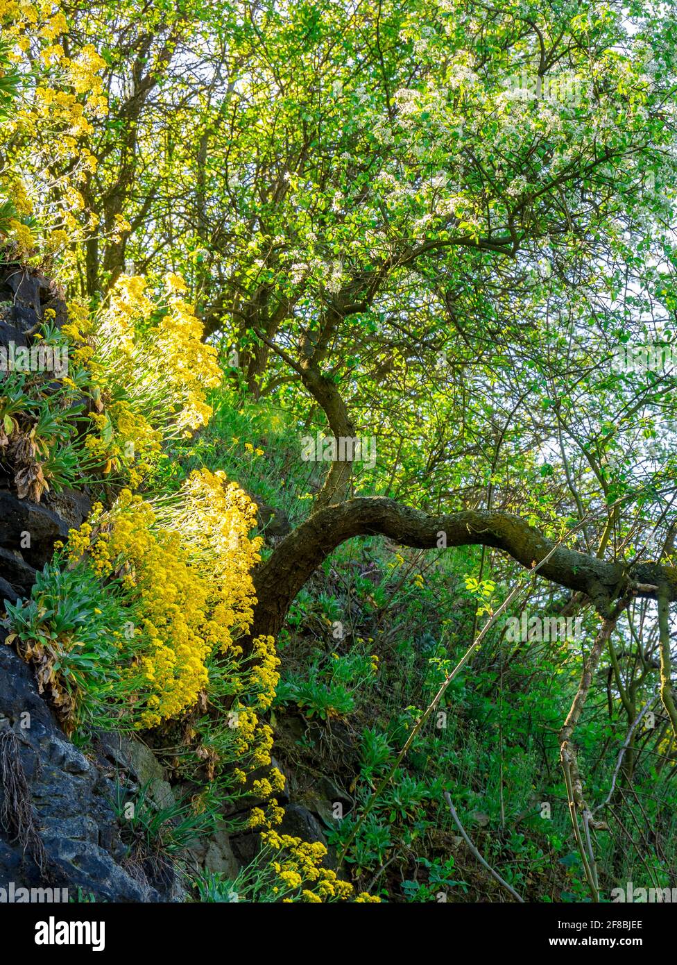 Golden rock wall hi-res stock photography and images - Alamy