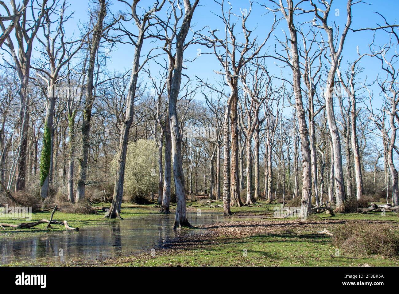 Dead trees in a flooded plain in the New Forest National Park near ...