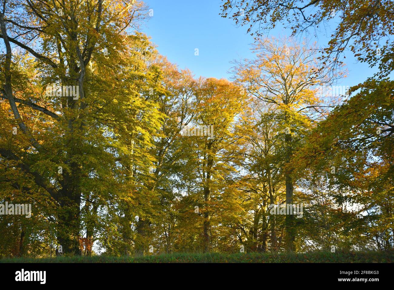 Limerick county golf hi-res stock photography and images - Alamy