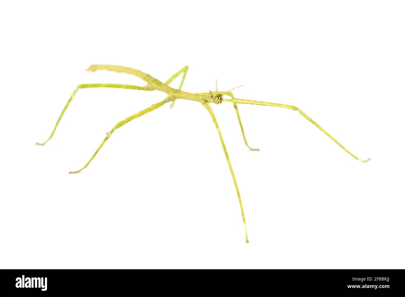 Walking Stick Insect High Resolution Stock Photography and Images - Alamy