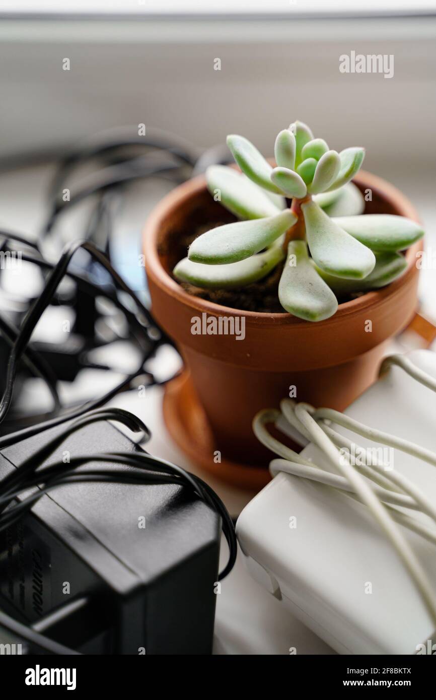 E waste, old cables and green plant. Gadget recycle of tech junk ...