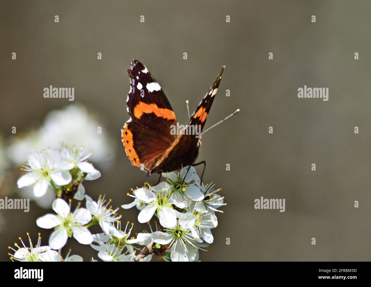 Vanessa atalanta, the red admiral Stock Photo - Alamy