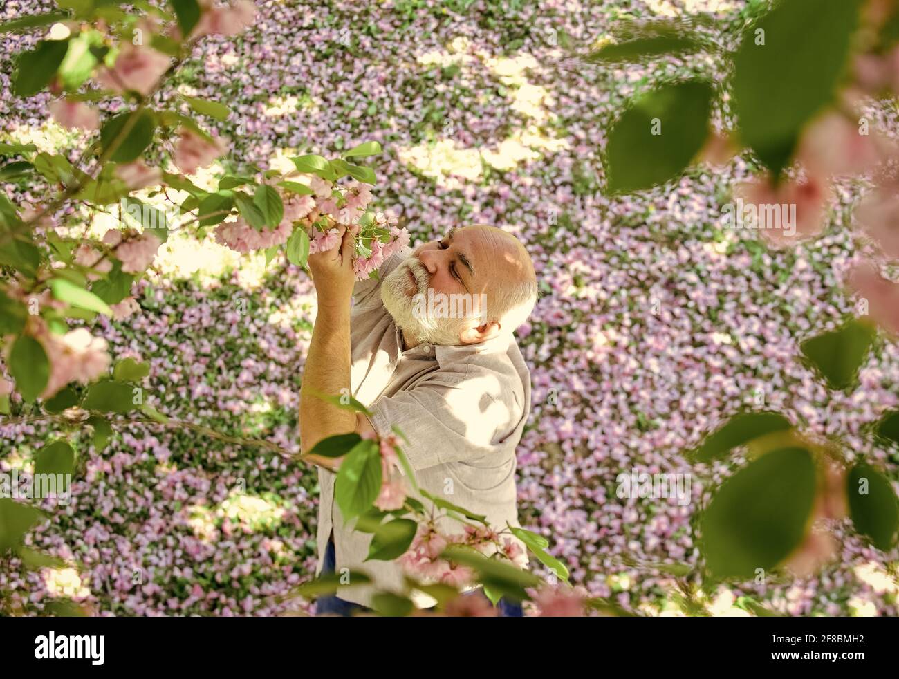 Happy spring day. grandfather smiling while watching pink sakura ...