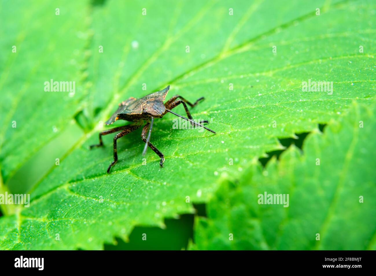 Peribalus strictus hi-res stock photography and images - Alamy