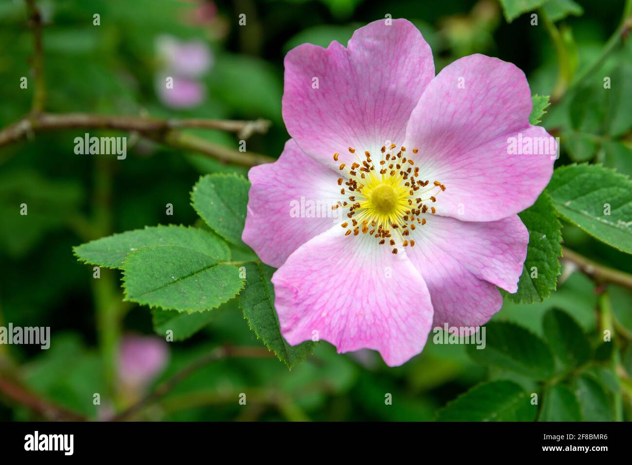 One rose hi-res stock photography and images - Alamy