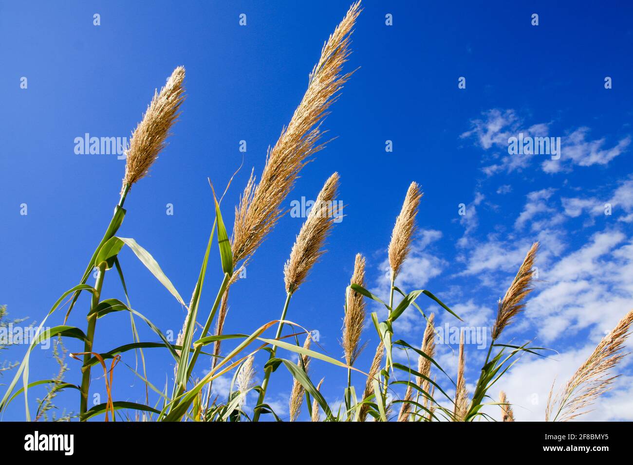 Rye grass hi-res stock photography and images - Alamy