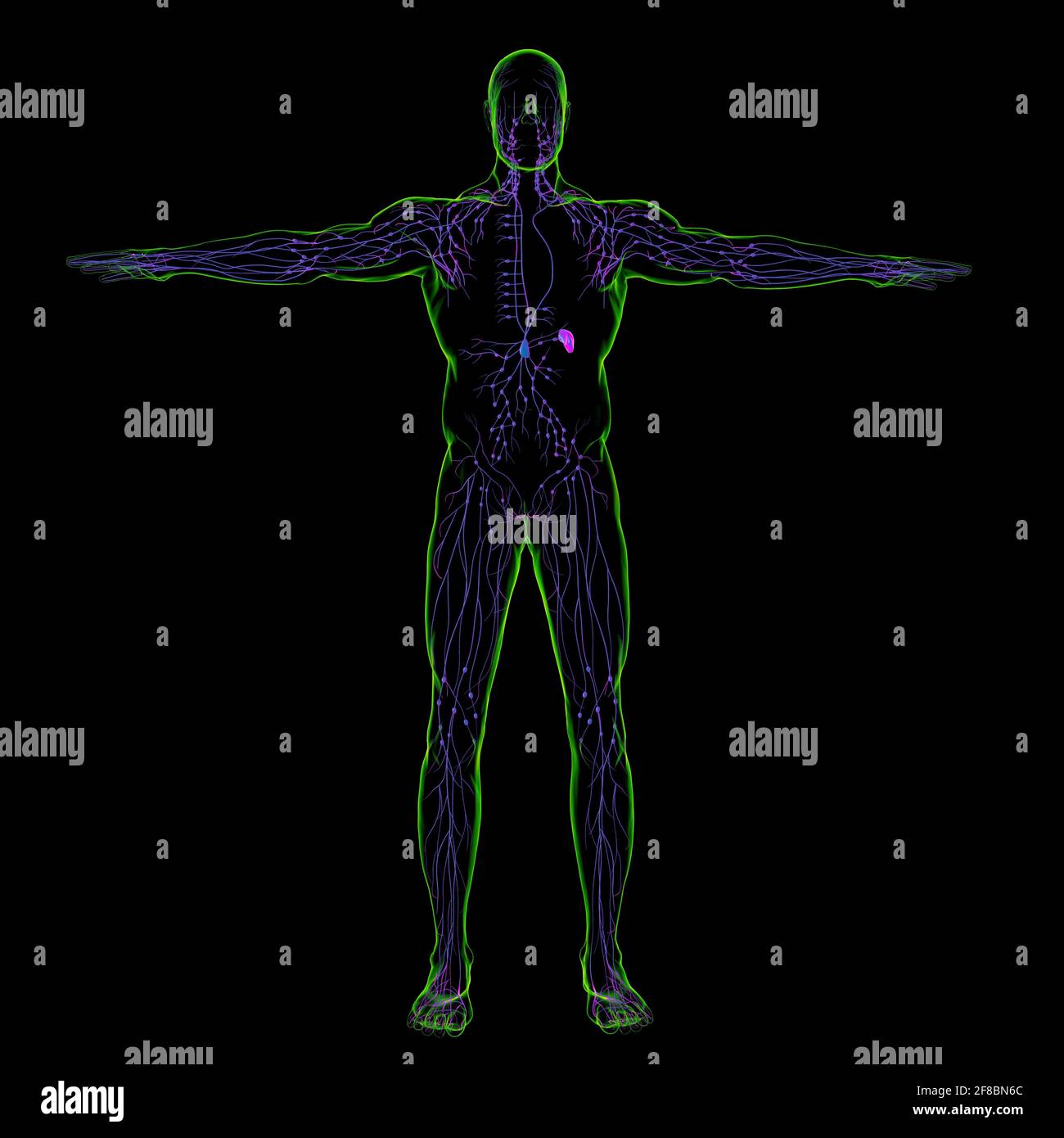 Human Lymph Nodes Anatomy For Medical Concept 3D Illustration Stock ...