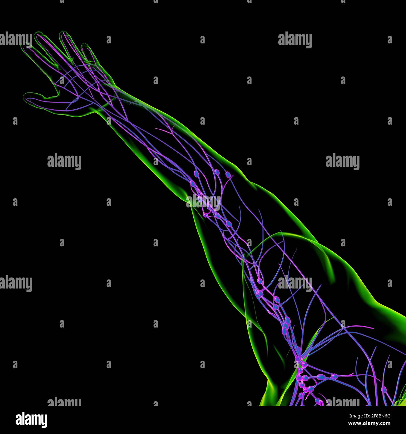 Human Lymph Nodes Anatomy For Medical Concept 3D Illustration Stock ...