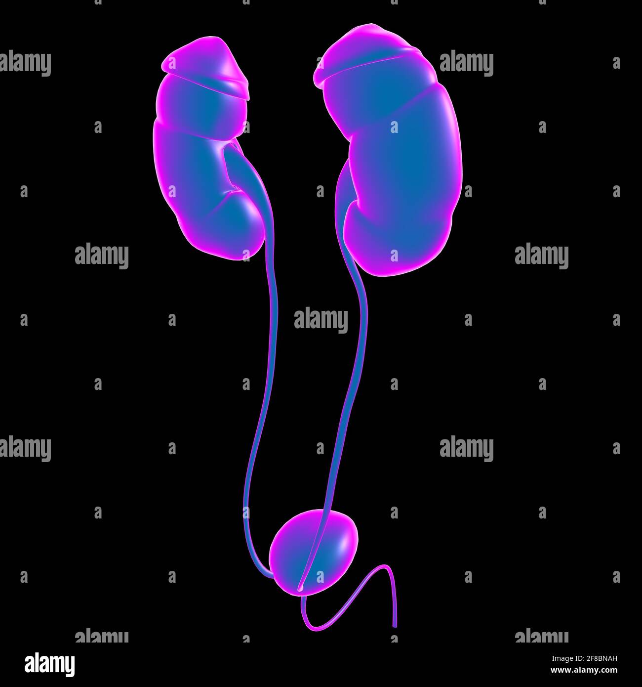 Human Urinary System Kidneys with Bladder Anatomy For Medical Concept ...