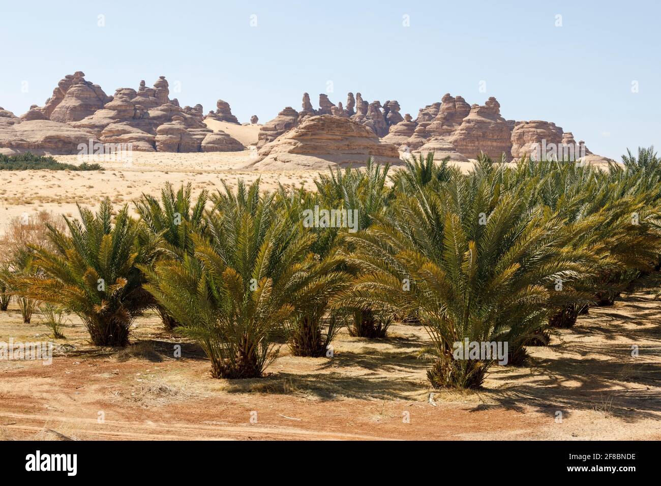 Ksa date palms hi-res stock photography and images - Alamy