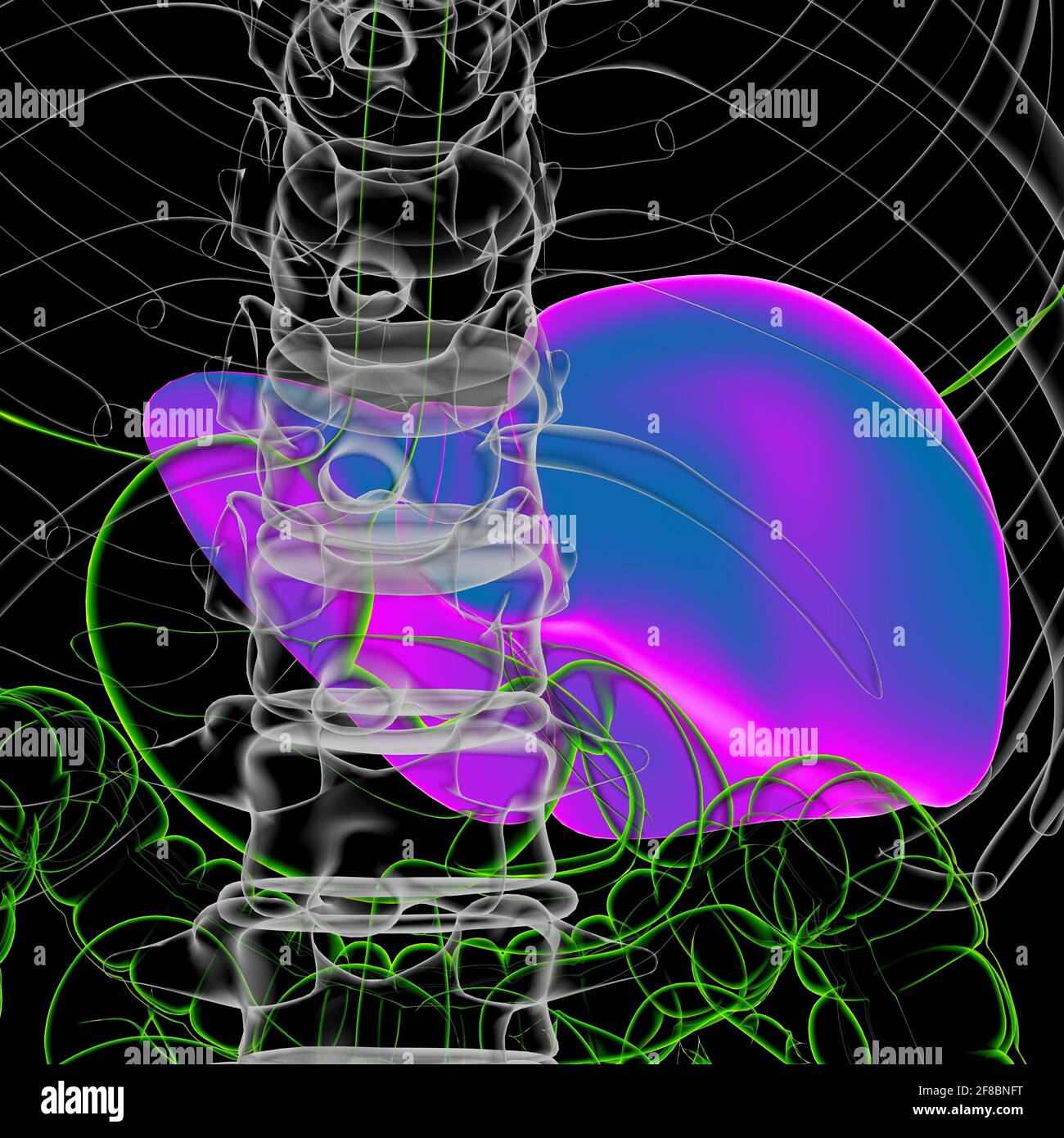 Liver 3D Illustration Human Digestive System Anatomy For Medical ...