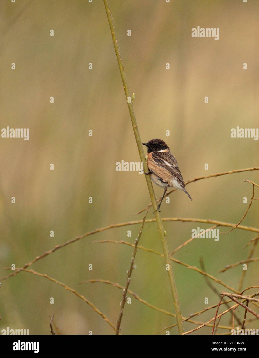 Stonechat flying hi-res stock photography and images - Alamy