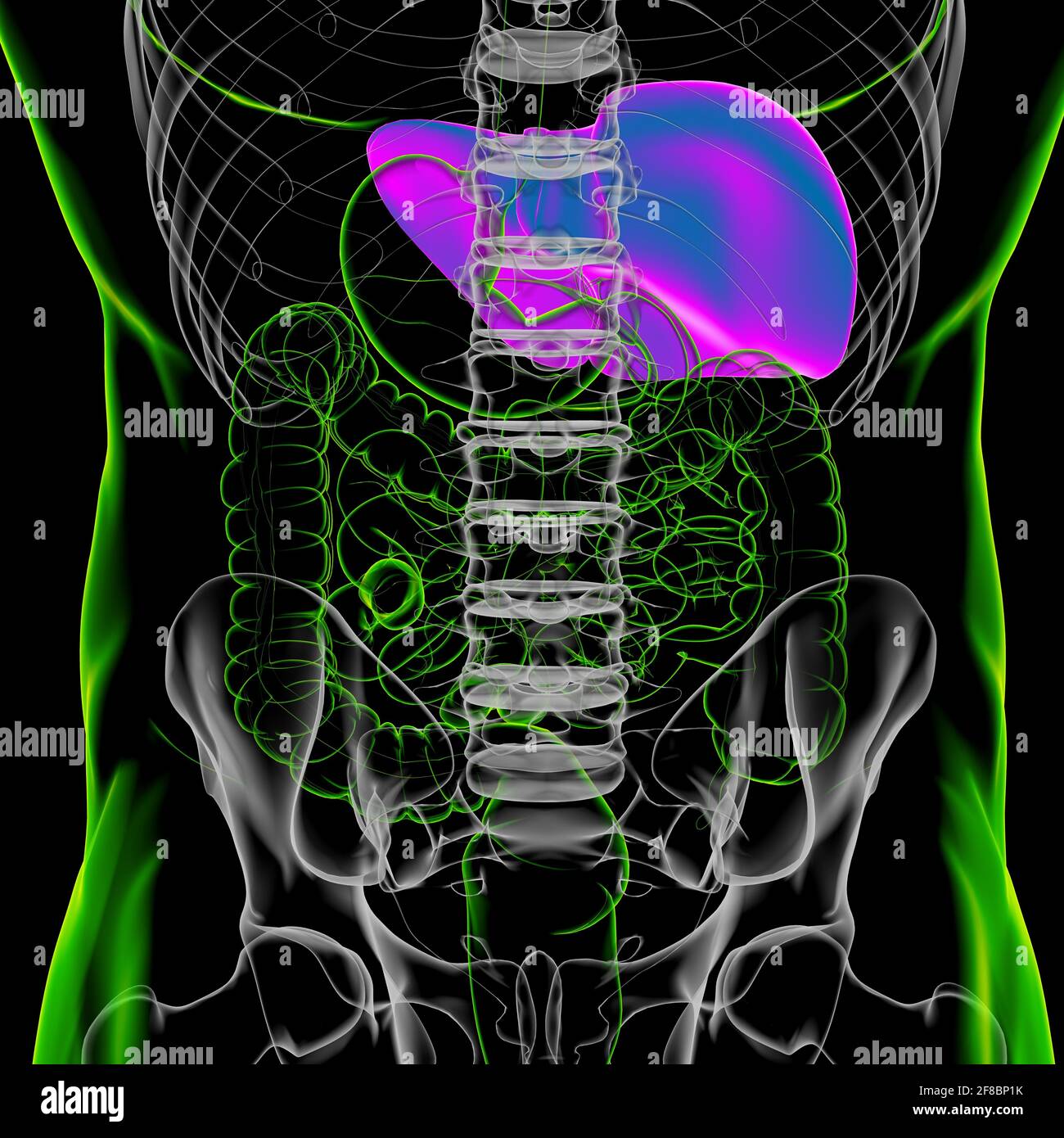 Liver 3D Illustration Human Digestive System Anatomy For Medical ...