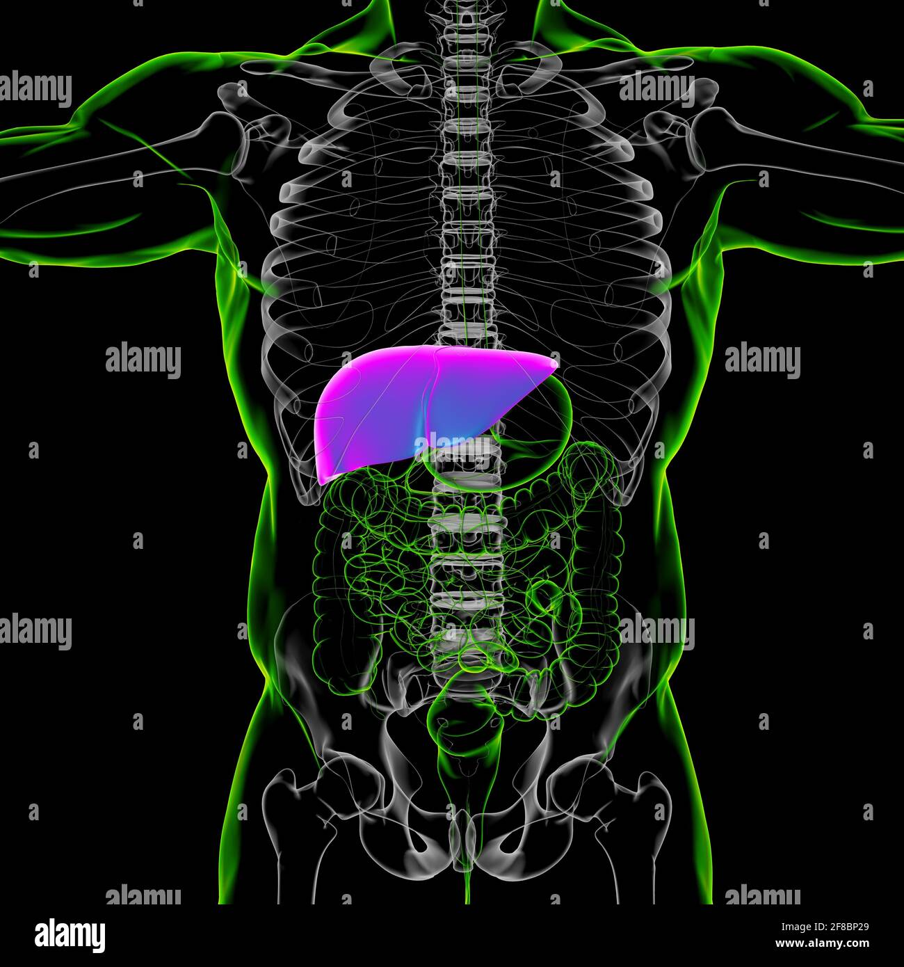 Liver 3D Illustration Human Digestive System Anatomy For Medical ...