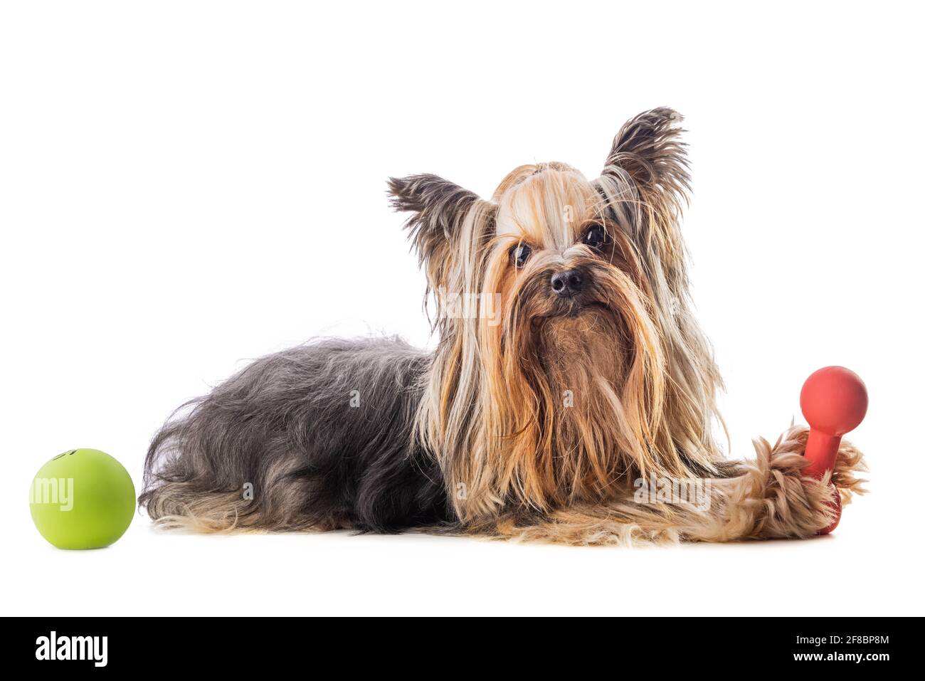 Yorkshire funny Cut Out Stock Images & Pictures - Alamy